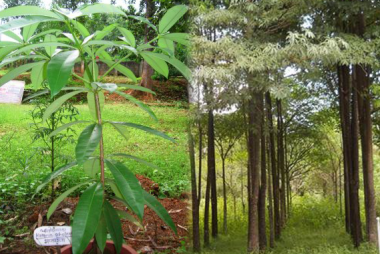 PULAI - PT. Kilau Surya Alam Lestari